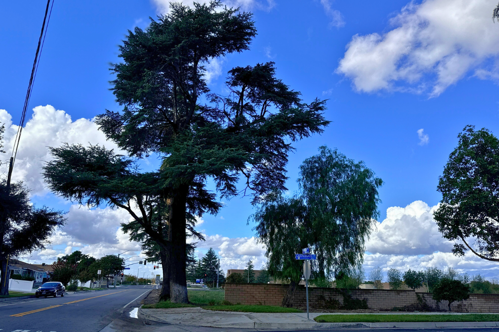 Redlands reconsiders Pioneer redesign, tree removal